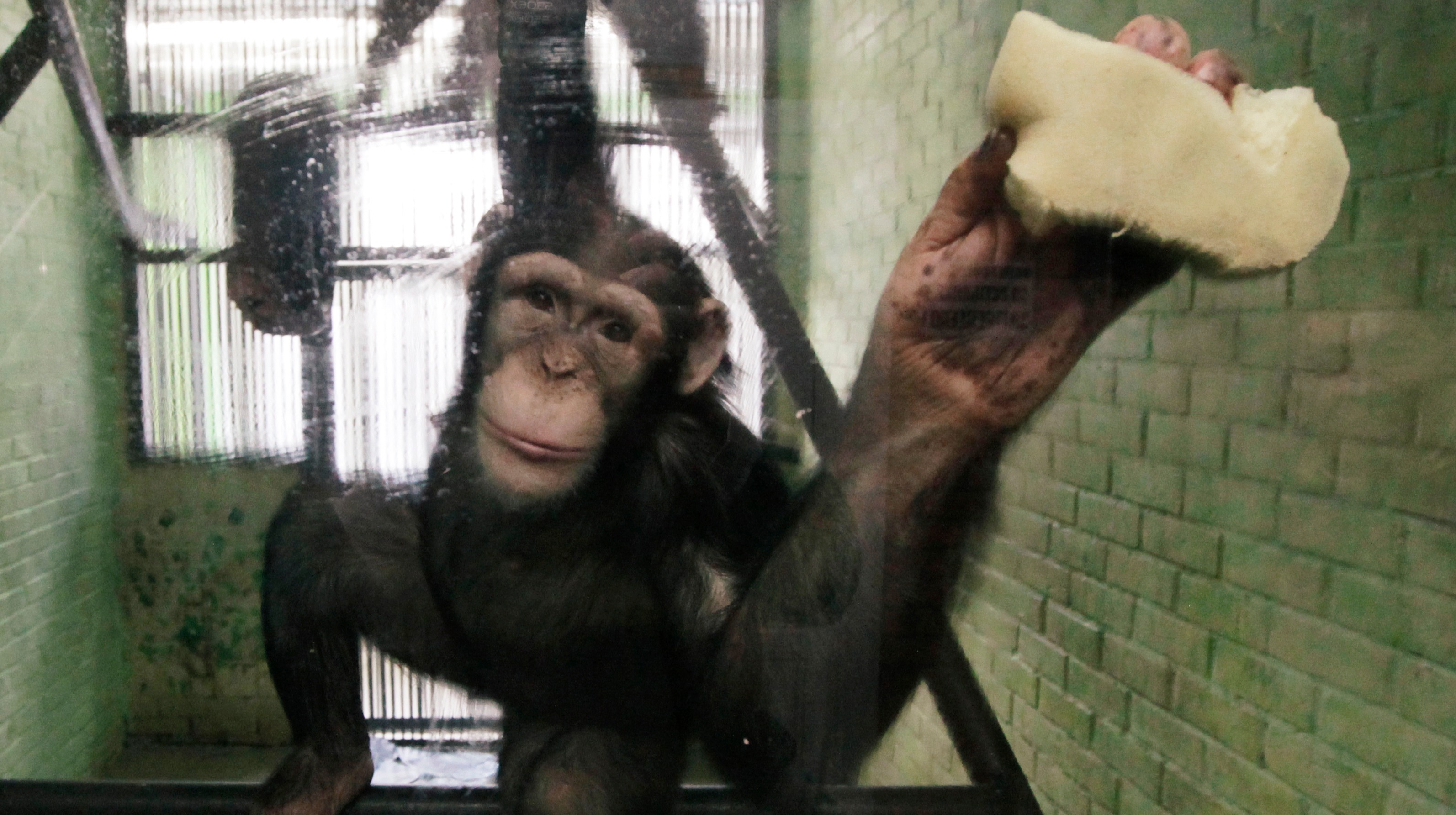 Study: Chimps, like humans, are natural-born killers - ITV News Study: Chimps, like humans, are natural-born killers - ITV News