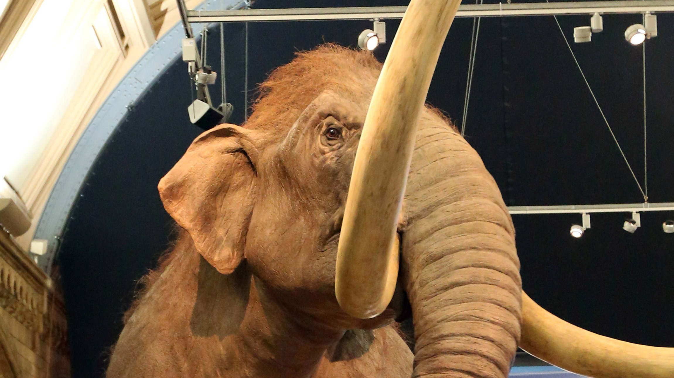 Scientists discover new details about life of woolly mammoths - ITV News Scientists discover new details about life of woolly mammoths - ITV News
