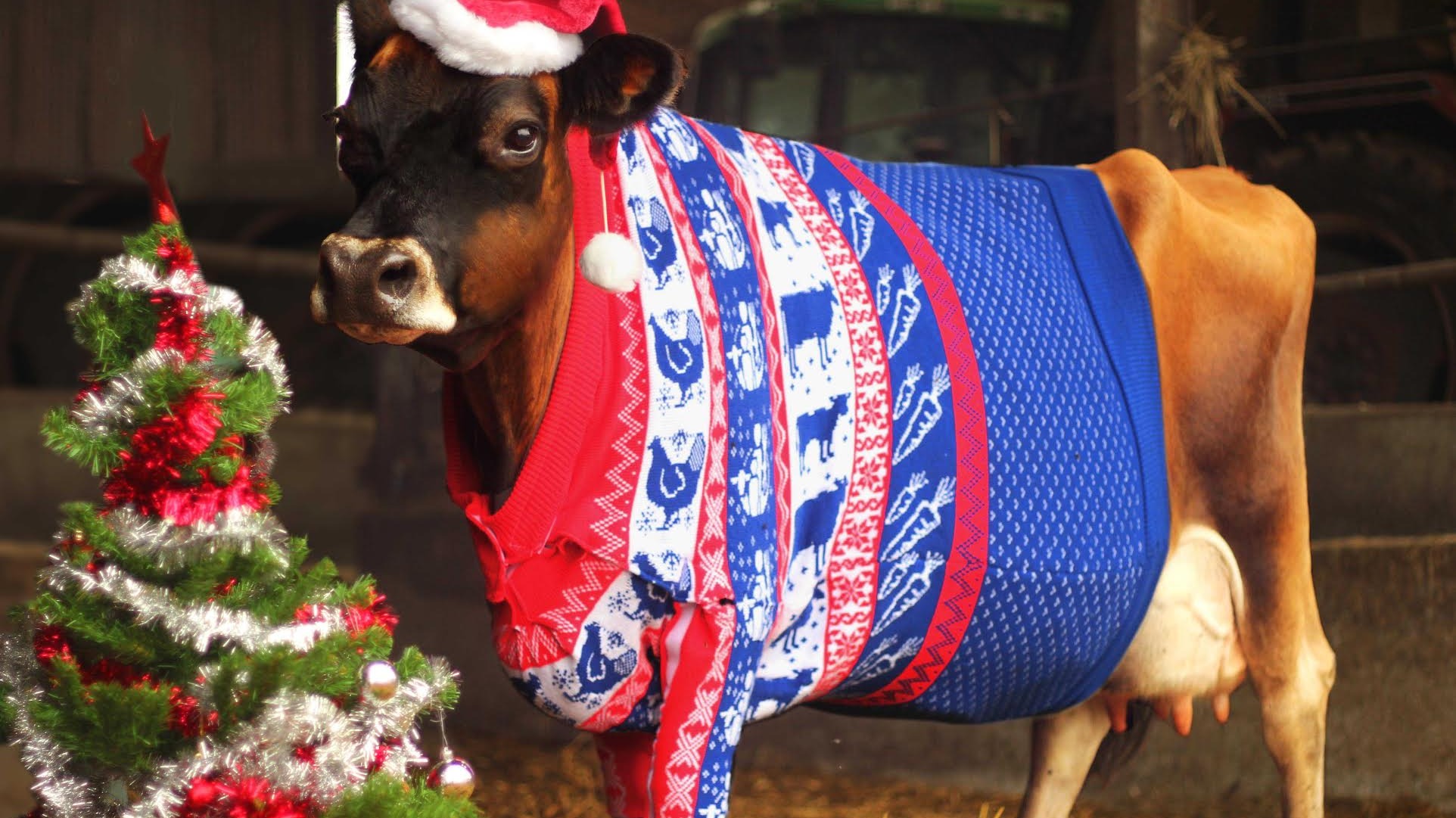 Could This Be The First Christmas Jumper For A Cow West Country could-this-be-the-first-christmas-jumper-for-a-cow-west-country